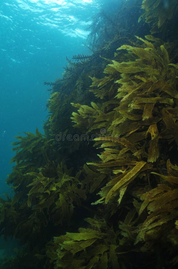 Récif rocheux image stock. Image du plage, beau, destination - 42582183