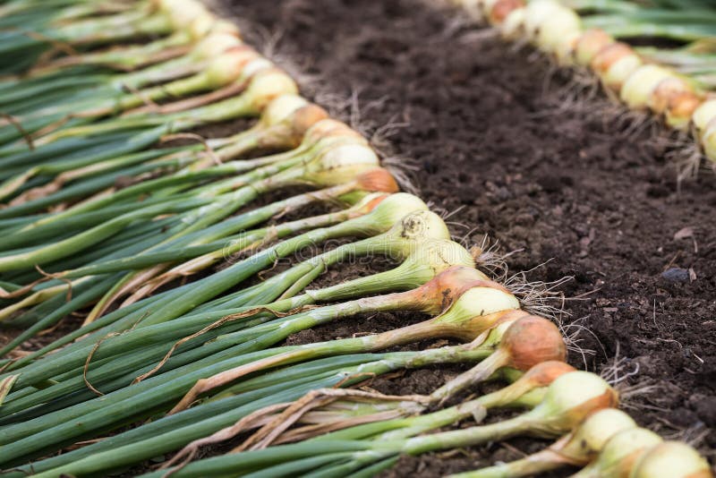 Récolte d'oignon photo stock. Image du végétarien, légume - 40742592