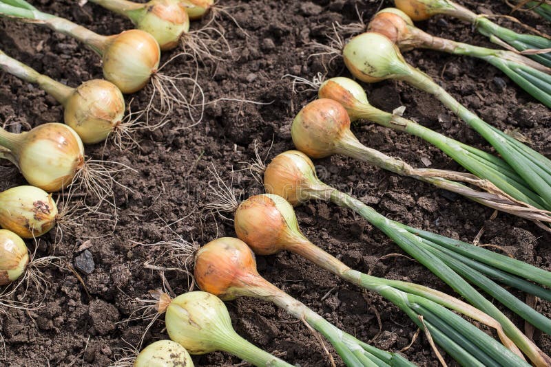 Récolte d'oignon photo stock. Image du végétarien, légume - 40742592