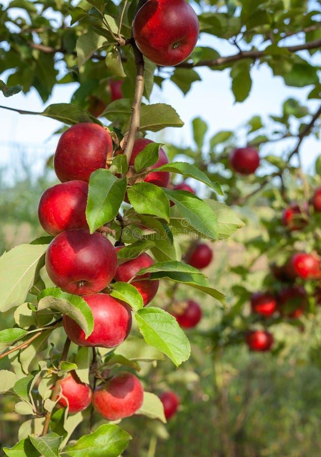 Branche De Pommier Avec Deux Pommes Rouges Dans Rustique Photo stock ...