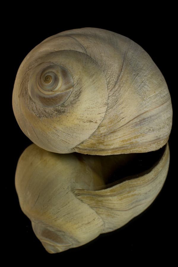 Verticale D'escargot De Lune Photo stock - Image du oeil, aquatique ...