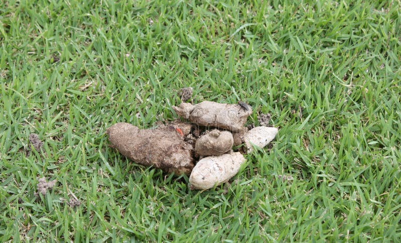 558 Merde De Chien Photos libres de droits et gratuites de Dreamstime