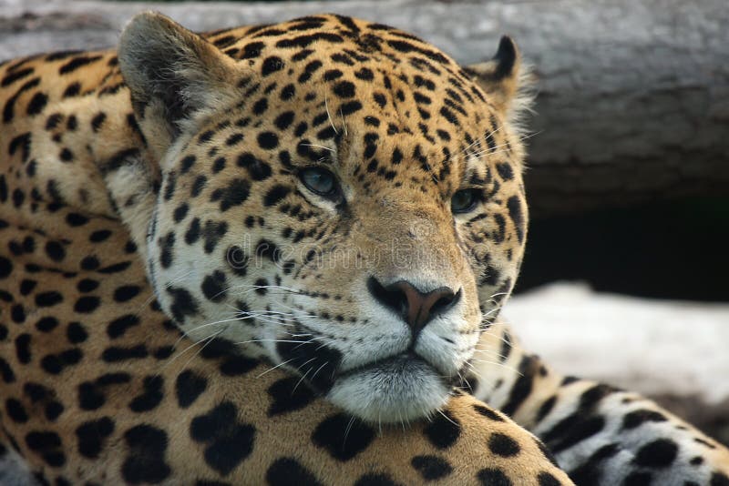 Photos de Animal Curieux De Jaguar - Photos de stock gratuites et ...