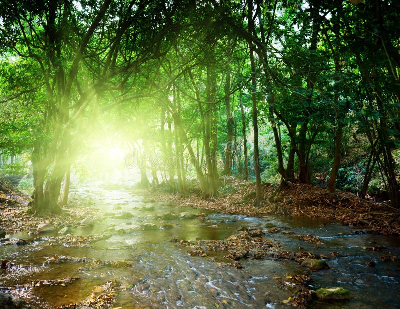 36,229 Un Bosque Con Río Profundo Fotos de stock - Fotos libres de ...