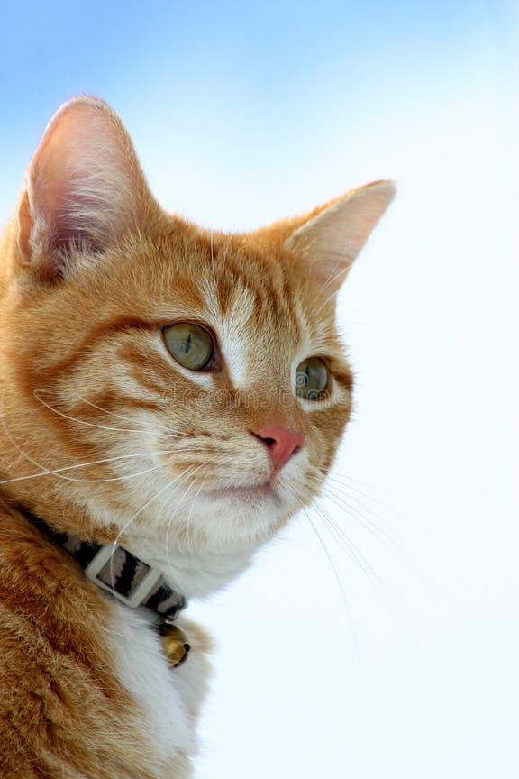 Rôdeur 10 image stock. Image du vagabondage, félin, tige - 565771