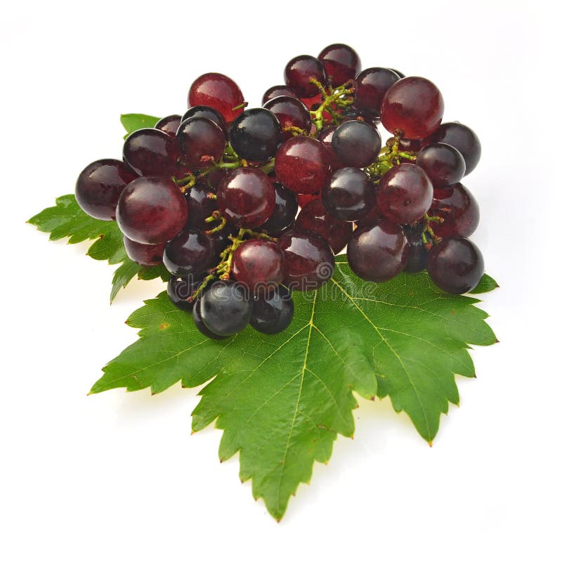 Druva Stock Foton , bilder och fotografi - Ladda ner 302,483 foton