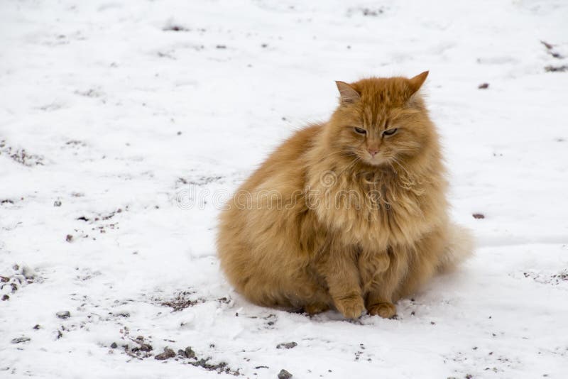 Fet Katt Foton - Download 924 Royalty Free Photos