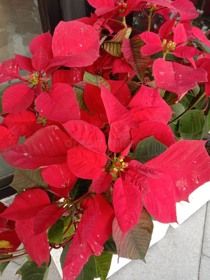 501 Julblomma Foton - Gratis och royaltyfria stockfoton från Dreamstime