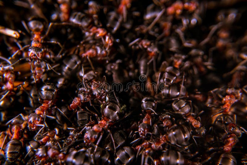 Röd Wood Myra, Myrstack, Formica- Rufa Fotografering för Bildbyråer ...