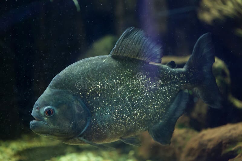 Piranha (Pygocentrus Piraya) Arkivfoto - Bild av hora, ambles: 55748230