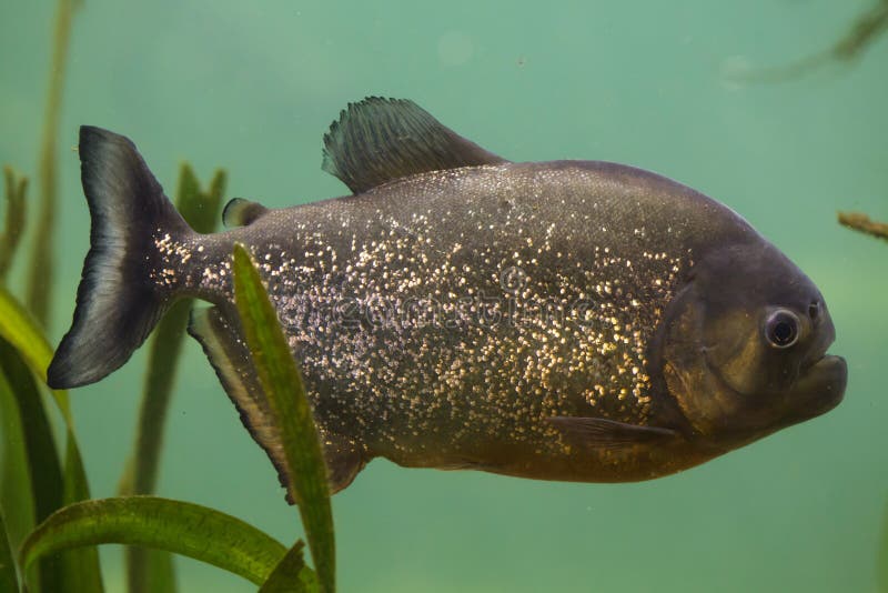 Piranha (Pygocentrus Piraya) Arkivfoto - Bild av hora, ambles: 55748230
