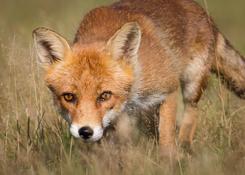 78,191 Räv Foton - Gratis och royaltyfria stockfoton från Dreamstime