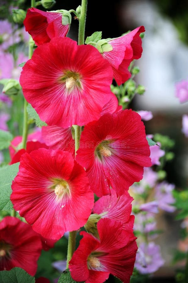 Röd stockros eller malva. arkivfoto. Bild av blommor - 32380322