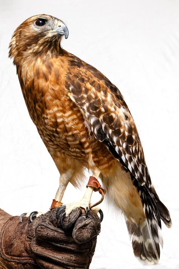 Vit-tailed hök arkivfoto. Bild av angus, milj, beskydd - 27327072