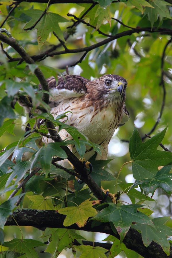 Röd-tailed hök arkivfoto. Bild av krökt, hök, studio - 26956808