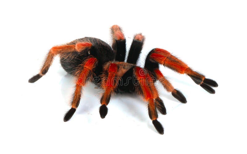 Brachypelma Smithi Mexikan Redknee Fotografering för Bildbyråer - Bild ...