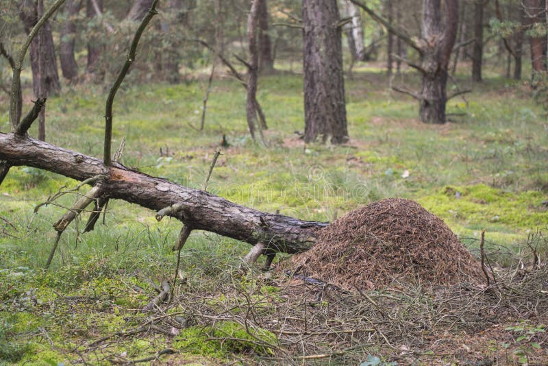 Röd Wood Myra, Myrstack, Formica- Rufa Fotografering för Bildbyråer ...