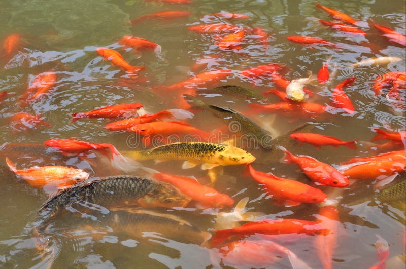 Guldfiskar i dammet arkivfoto. Bild av carp, angus - 100005818