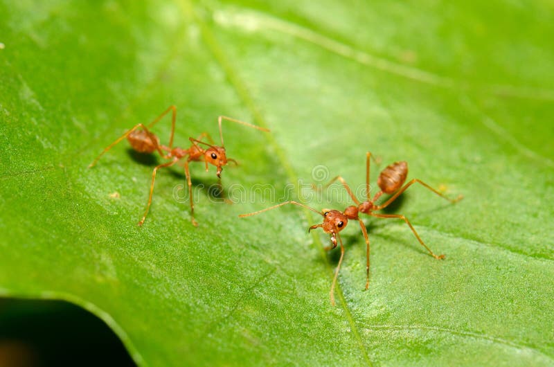 Myror Som Klipper Leafleafcutterrainforesten Fotografering för ...