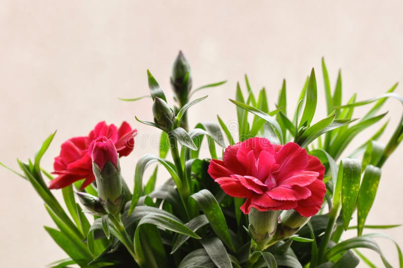 Nejlikor arkivfoto. Bild av oskarpa, close, härlig, kryddnejlika ...