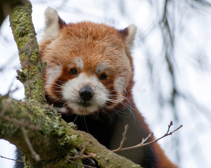 Den Röda Pandan Håller Utkik Fotografering för Bildbyråer - Bild av ...