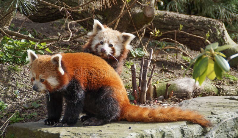 R?da pandor fotografering för bildbyråer. Bild av bifokal - 128102411