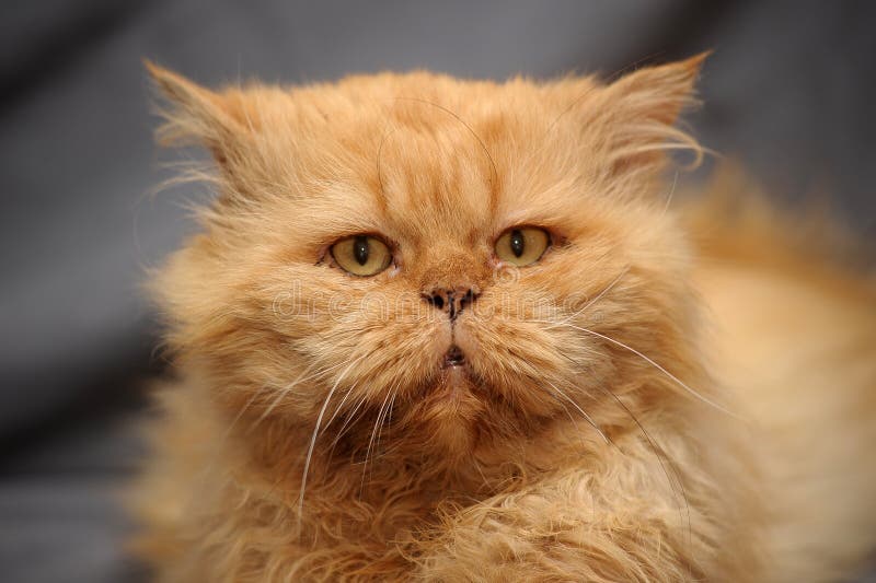 Rödhårig perserkatt arkivfoto. Bild av pedicured, vänskapsmatch - 25996106