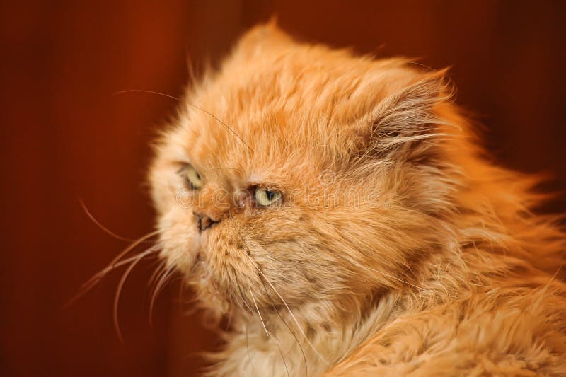 Rödhårig perserkatt arkivfoto. Bild av pedicured, vänskapsmatch - 25996106