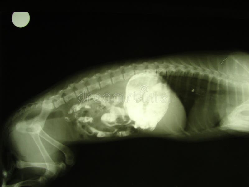 Röntgen Beeld Van Buikholte Van Hond Stock Afbeelding - Image of ...