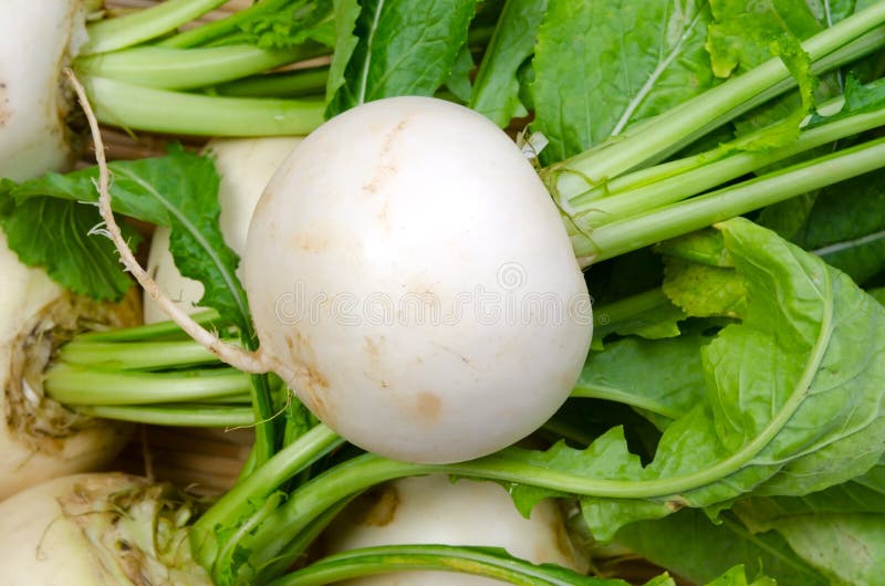Weiße Rübe stockfoto. Bild von vegetarier, garten, wachsen - 27052758