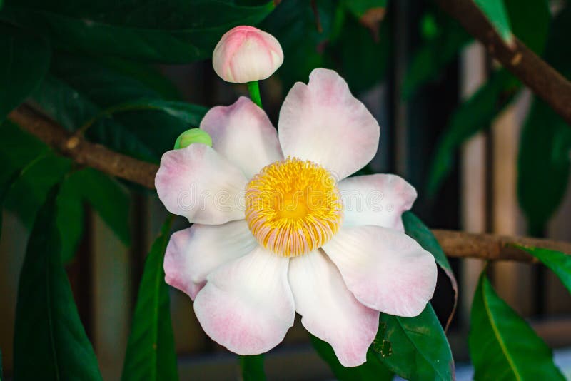 Gustavia Gracillima, White Gustavia, White Lotus Flower. Foto de ...