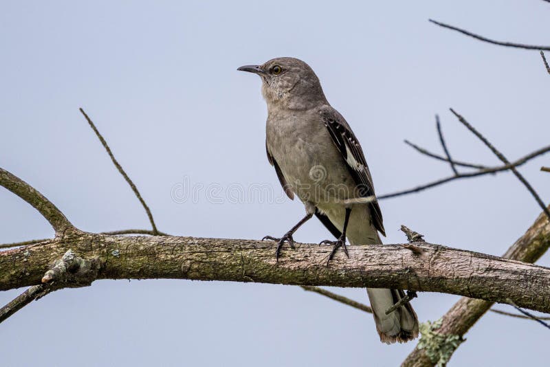 Northern Mocking Bird on a Branch at the Patuxent Wildlife Refuge in ...