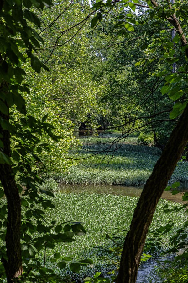 Big Walnut Creek in Gahanna Ohio during the Summer Near Creekside Park ...