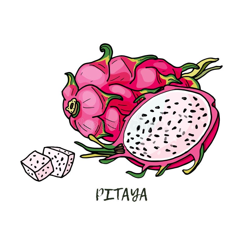 Pitaya Illustration De Vecteur D'isolement Pitaya Tropical De Fleur ...