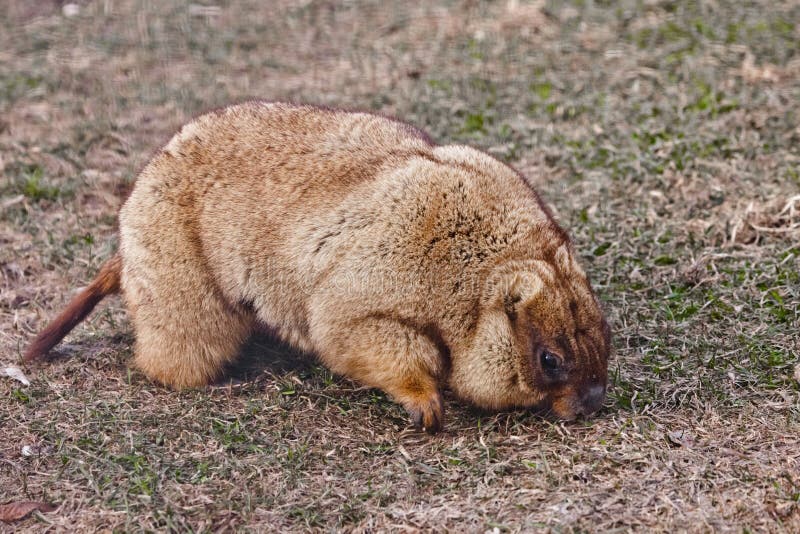 Close-up Fat Fat Woodchuck with Beautiful Fur Sitting on the Green ...