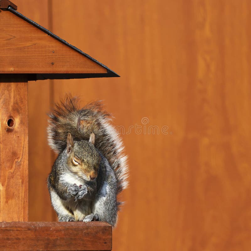 Squirrel Basking in the Sun Stock Image - Image of garden, dreaming ...