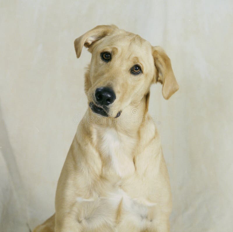 133 Yellow Lab Head Shot Stock Photos - Free & Royalty-Free Stock ...