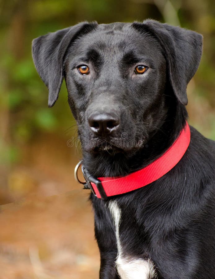 O Feist Preto Feliz De Labrador Misturou O Cão Da Raça Com O Colar ...