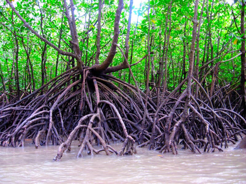 Raíces aéreas del árbol foto de archivo. Imagen de campo - 7134190