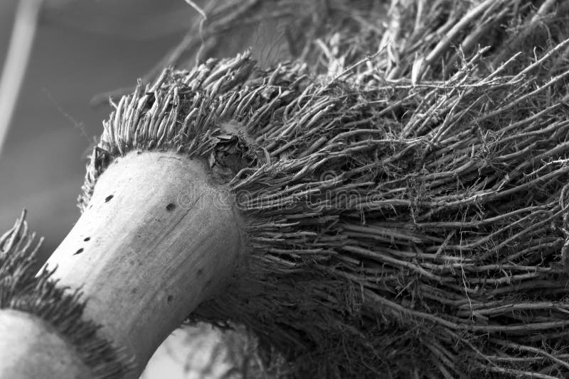 Raíces de bambú foto de archivo. Imagen de planta, poste - 53365304