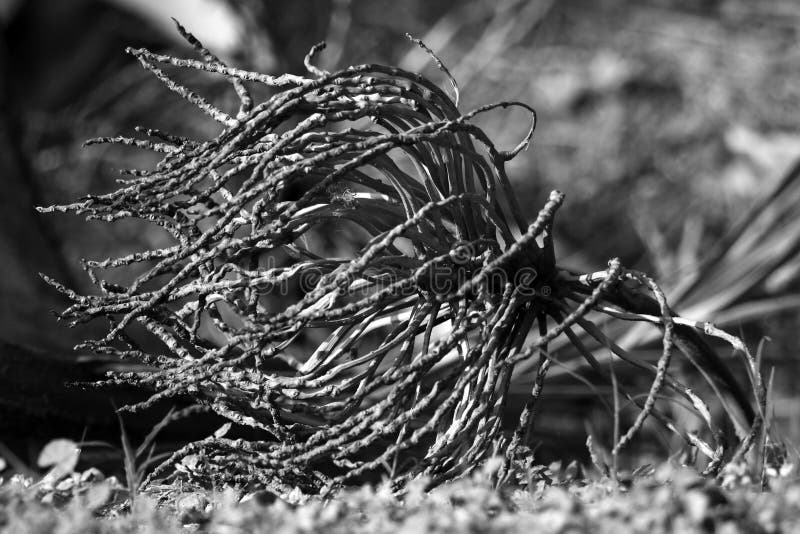 Raíces de bambú foto de archivo. Imagen de planta, poste - 53365304