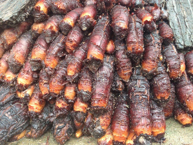 Raíces de la palma imagen de archivo. Imagen de tierra - 47289247