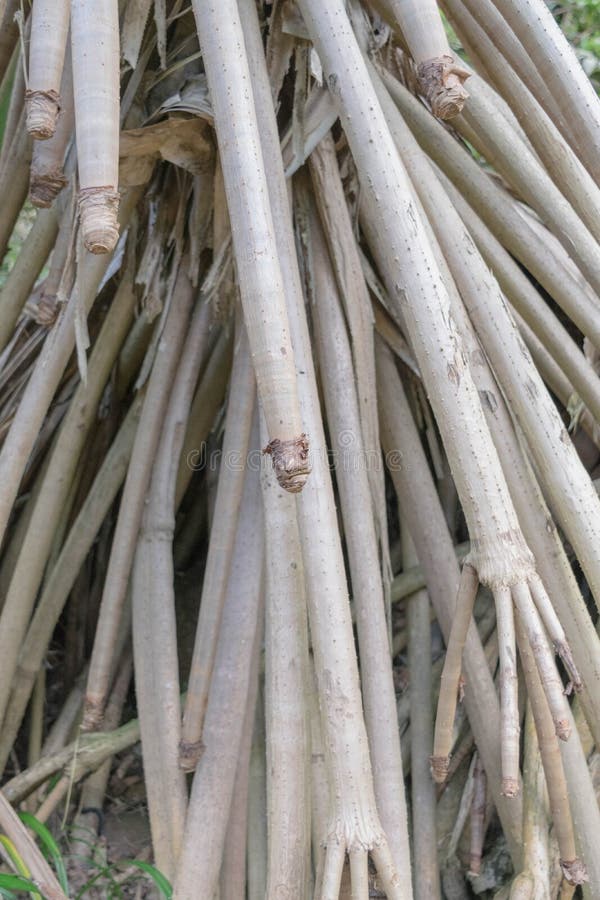 Raíces de la palma imagen de archivo. Imagen de tierra - 47289247