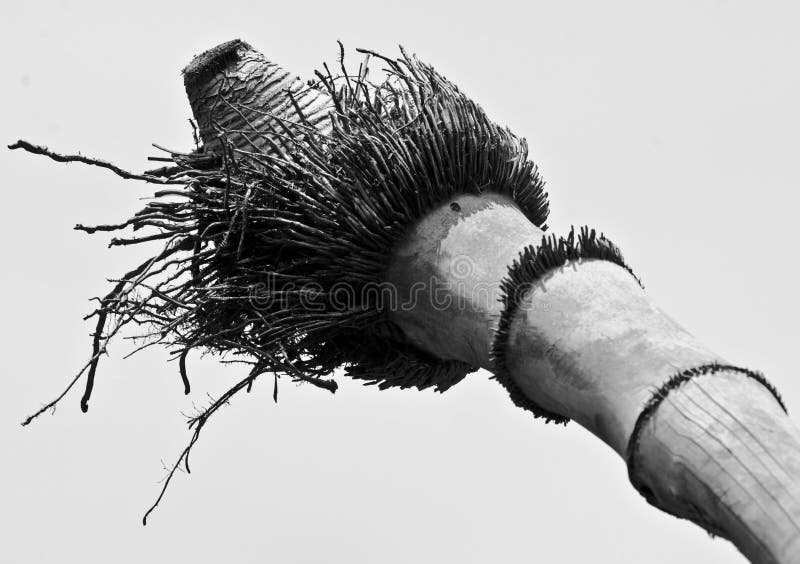 Raíces de bambú foto de archivo. Imagen de verde, verano - 53365304