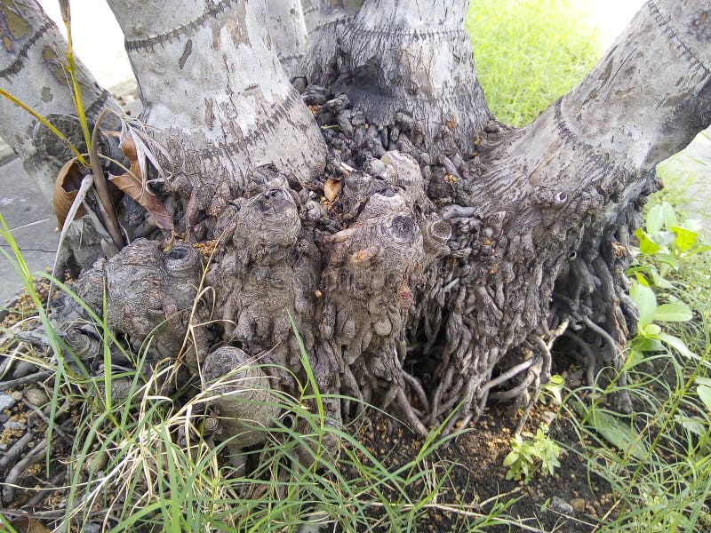 Sistema De La Raíz De La Palmera Imagen de archivo - Imagen de ...