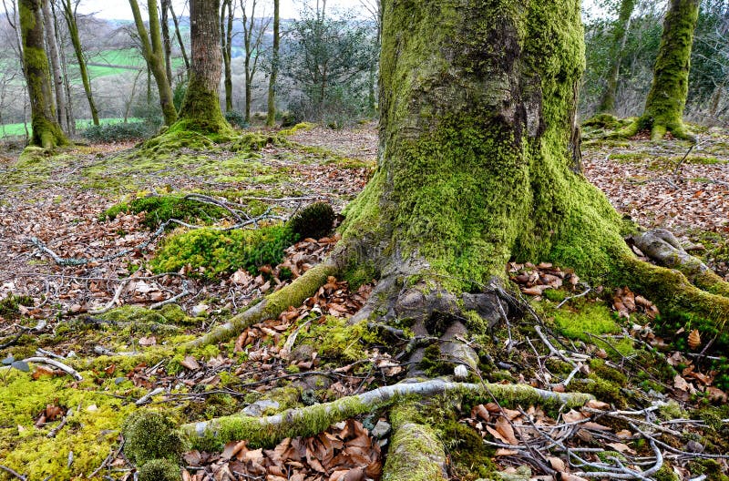 Raíces del árbol imagen de archivo. Imagen de campo, cortina - 39687383