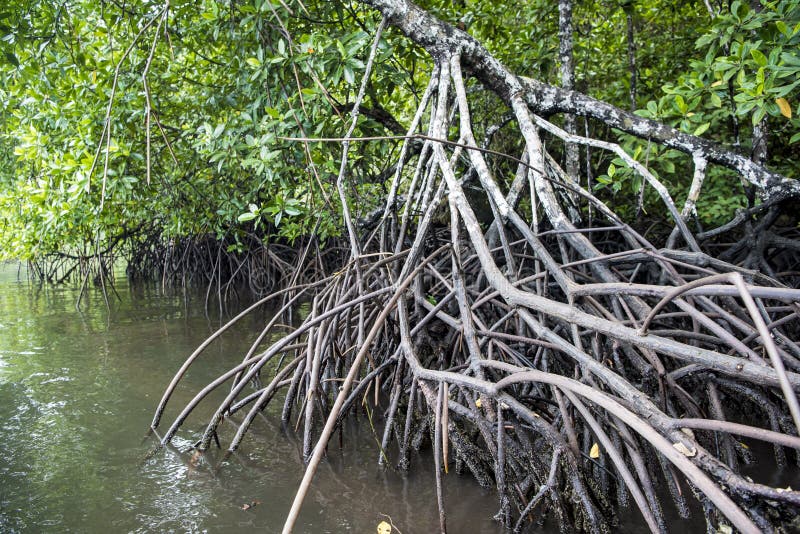 El Mangle Arraiga Bajo El Agua Con Las Esponjas Aburridas Rojas Foto de ...