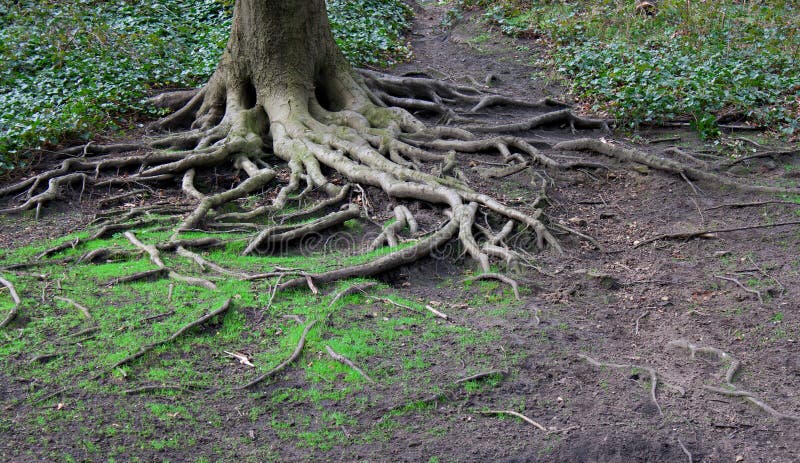 Árbol torcido foto de archivo. Imagen de hierba, fauna - 17012870