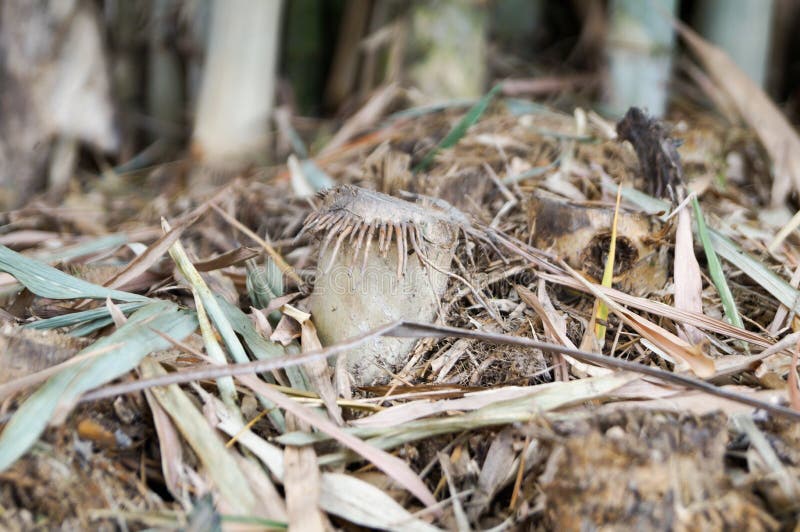 Bambú Con Crecimiento Fresco De La Raíz Imagen de archivo - Imagen de ...