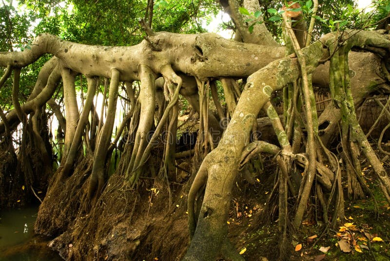 Raíz 1. del árbol. foto de archivo. Imagen de suelo, vida - 19853144